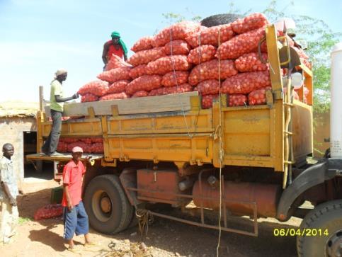 Mieux conserver l'oignon pour mieux le vendre | ALIMENTERRE