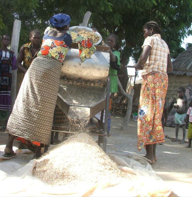 Le niébé comme nouvelle source de revenus | ALIMENTERRE