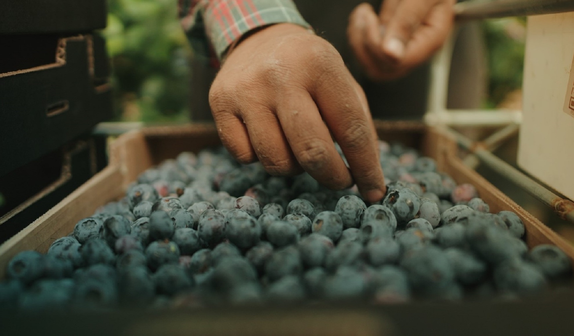 The pickers - Fruits amers | ALIMENTERRE