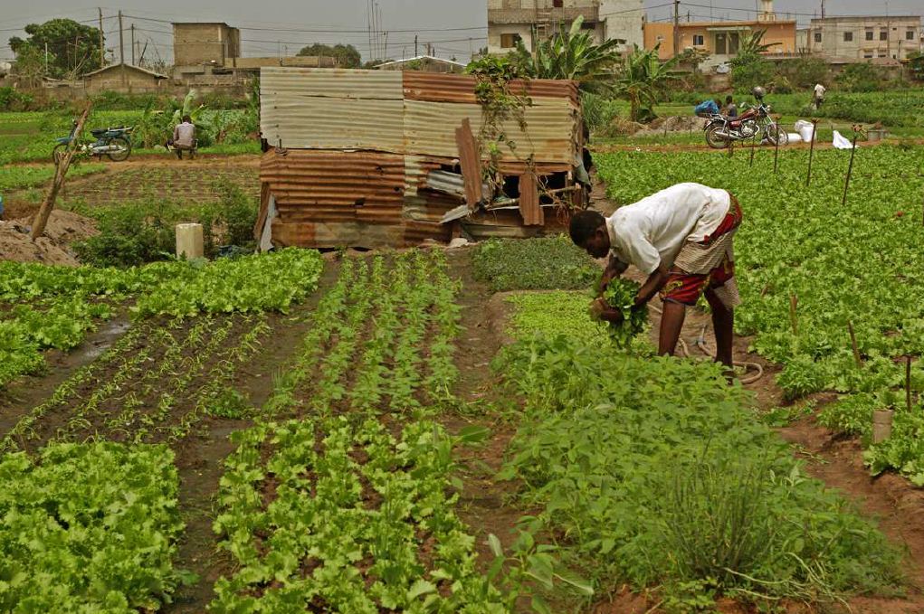 Nourrir les villes par l'agriculture familiale en Afrique de l'Ouest - séminaire de ...