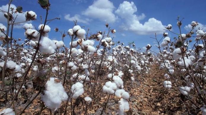 Stratégie de développement de la filière coton-textile-confection en ...